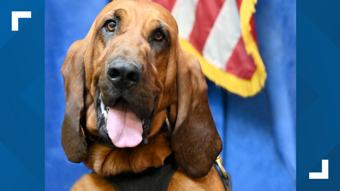 Suffolk police mourn loss of beloved bloodhound K9 Scout | 13newsnow.com