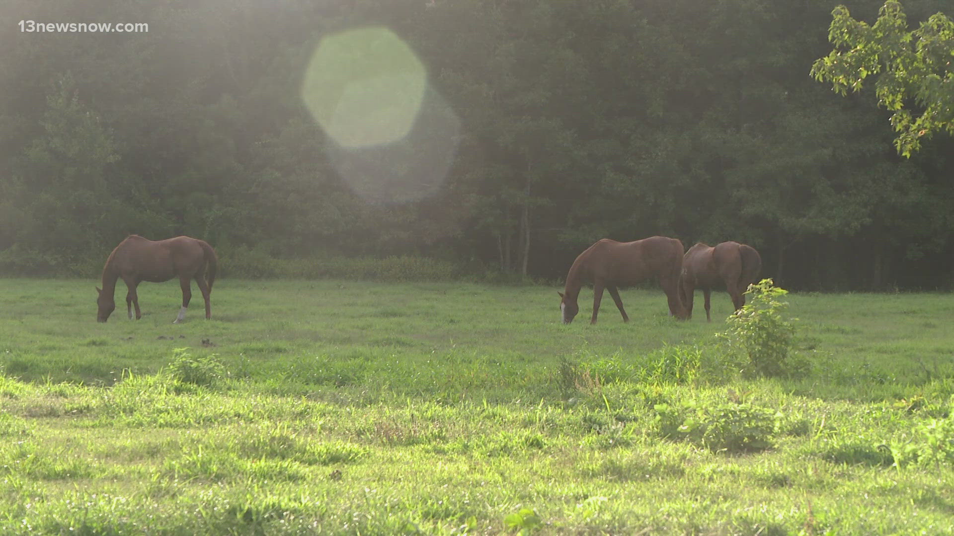 Horses recovering after being rescued from Suffolk farm | 13newsnow.com