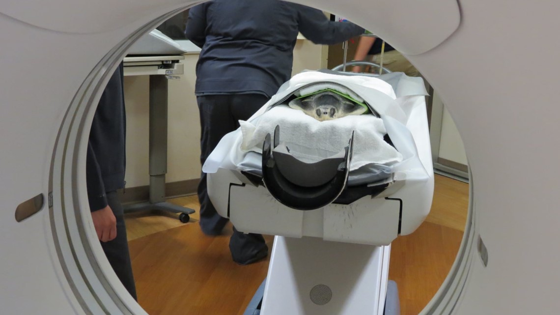 NC Aquarium gives sea turtle patient CT scan | 13newsnow.com