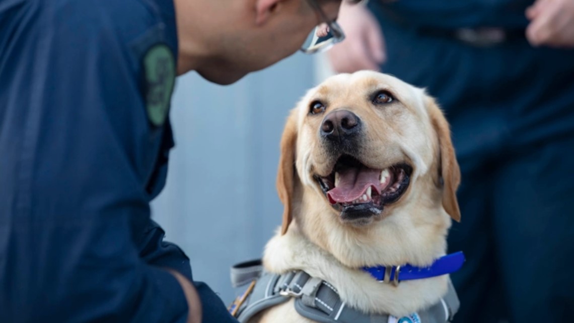 Norfolk-based USS Gerald R. Ford's Facility Dog Sage welcome home ...
