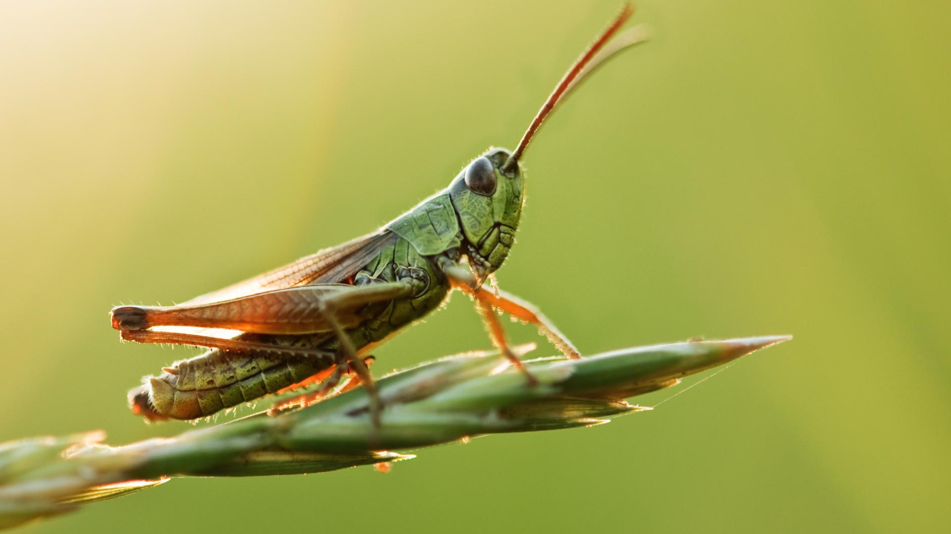 What is the difference between a cicada and a locust? | 13newsnow.com
