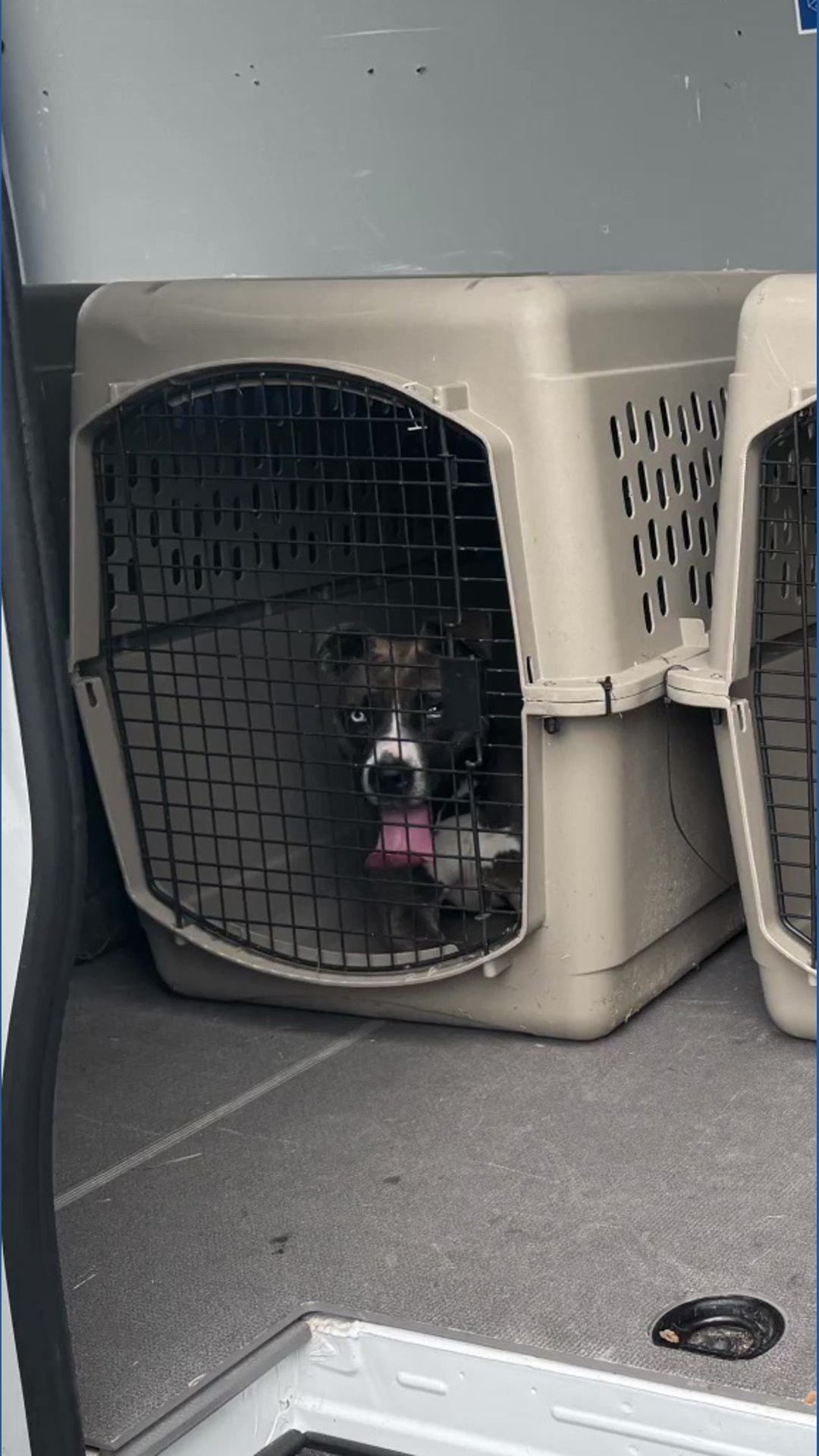 Norfolk SPCA seeks homes for 39 rescued animals from shuttered N.C ...