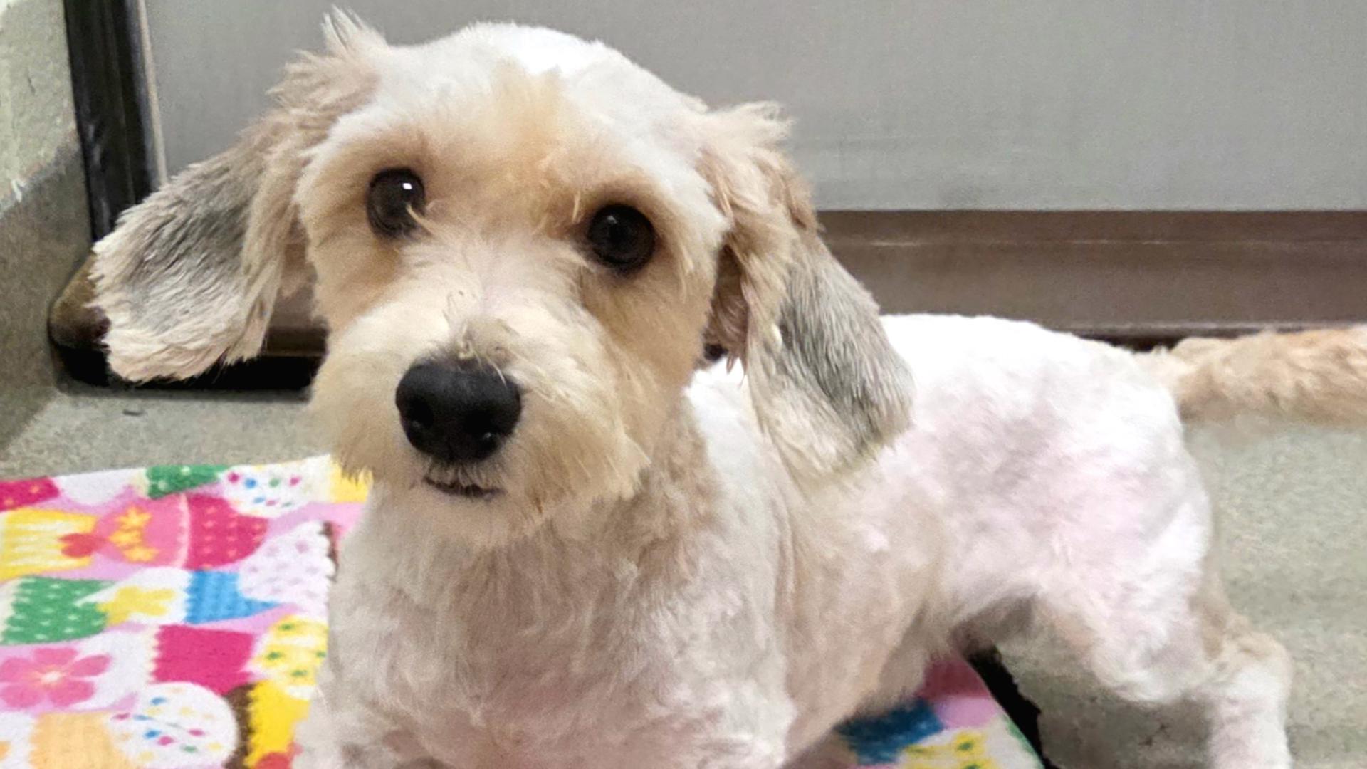 Virginia Beach SPCA cares for rescued dogs | 13newsnow.com