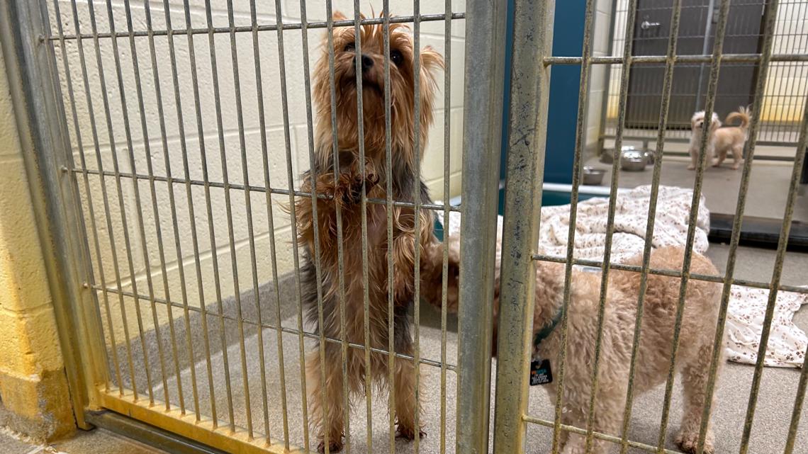 Virginia Beach SPCA receives grant for at-risk senior dogs | 13newsnow.com
