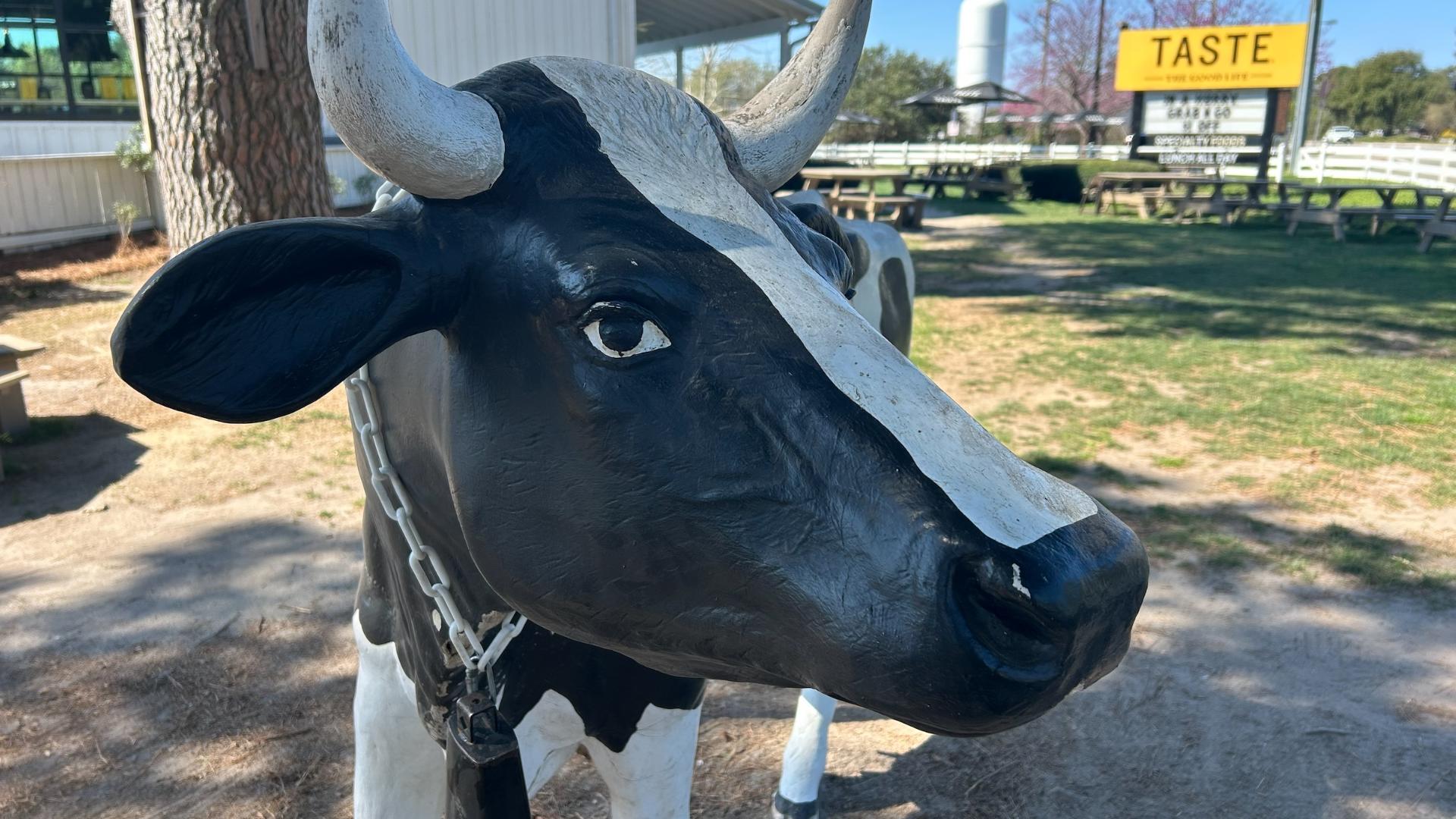 Cow statue stolen from Taste on Shore Drive in Virginia Beach ...