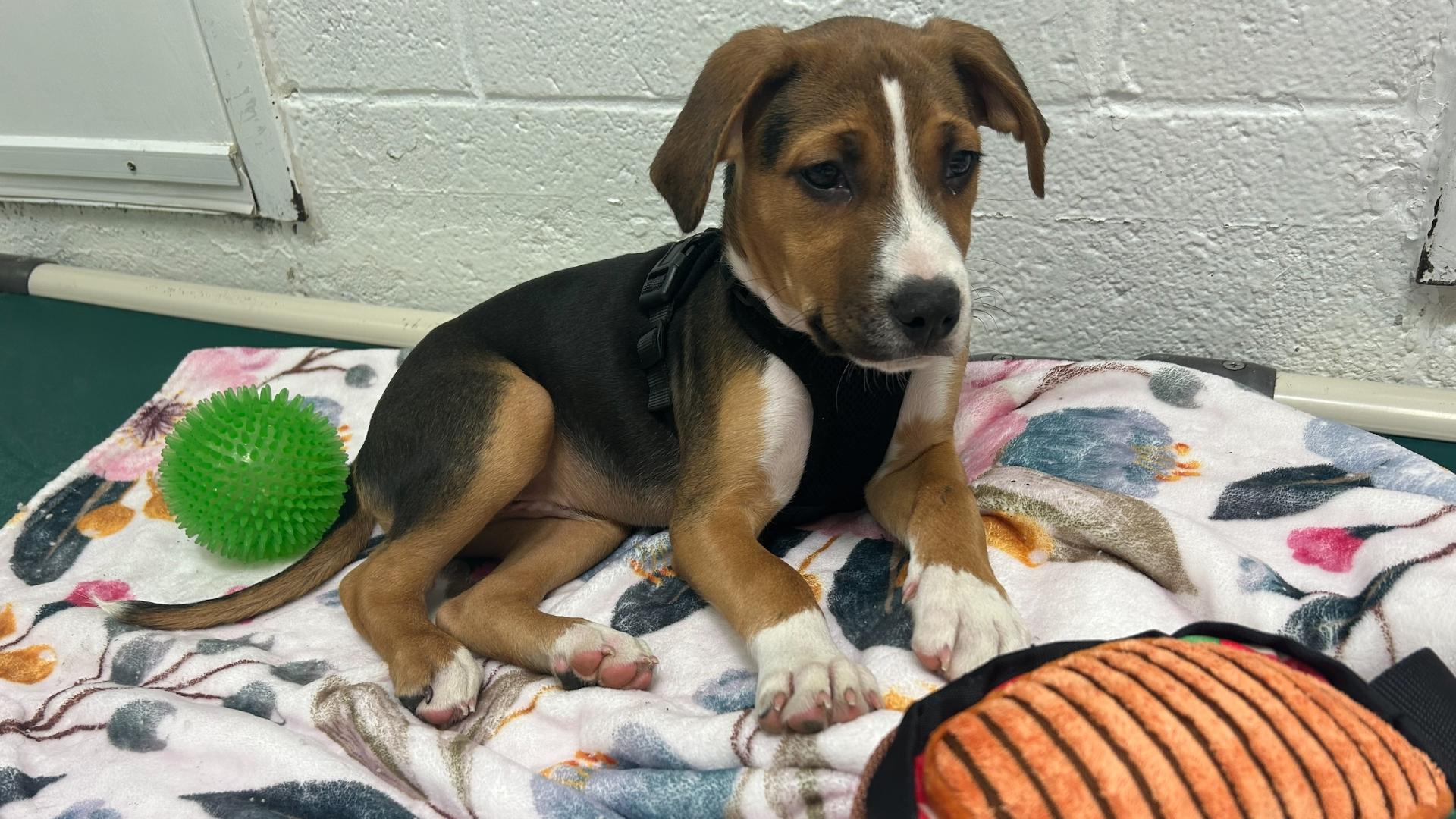 Missing puppy Droolius Caesar returns to Virginia Beach rescue group | 13newsnow.com
