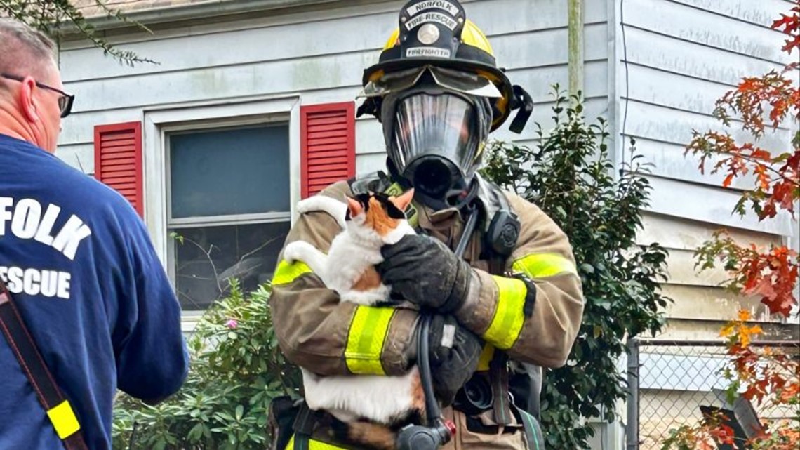 Norfolk firefighters save 'several' cats from morning house fire ...
