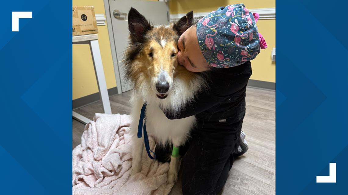 Veterinarian's blind dog goes missing on New Year's Eve | 13newsnow.com