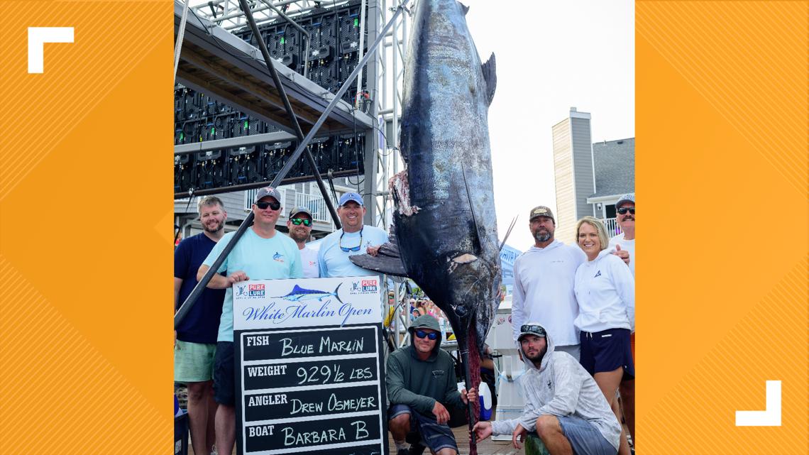 $4.4M catch: NC boat lands 5th-largest blue marlin at White Marlin Open ...
