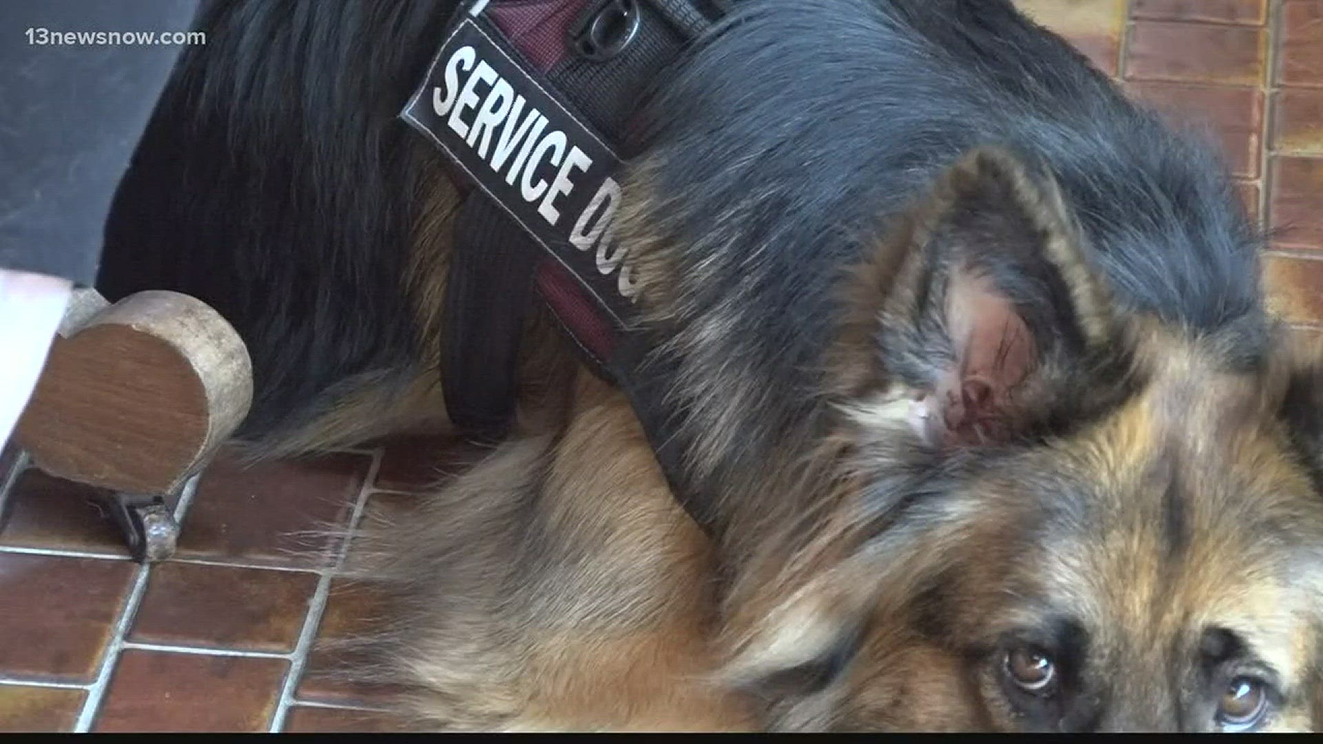 Service dog denied entrance to local restaurant, business owner ...