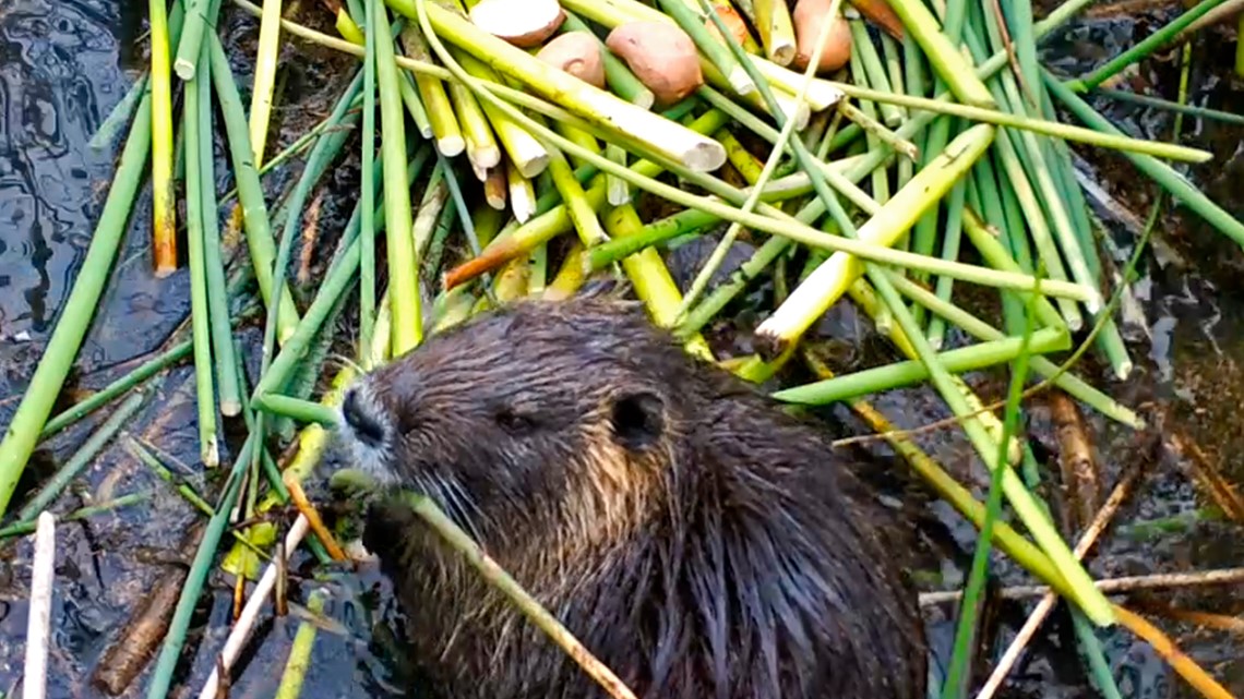 Unchartered territory: nutria migrating across the James River, causing ...